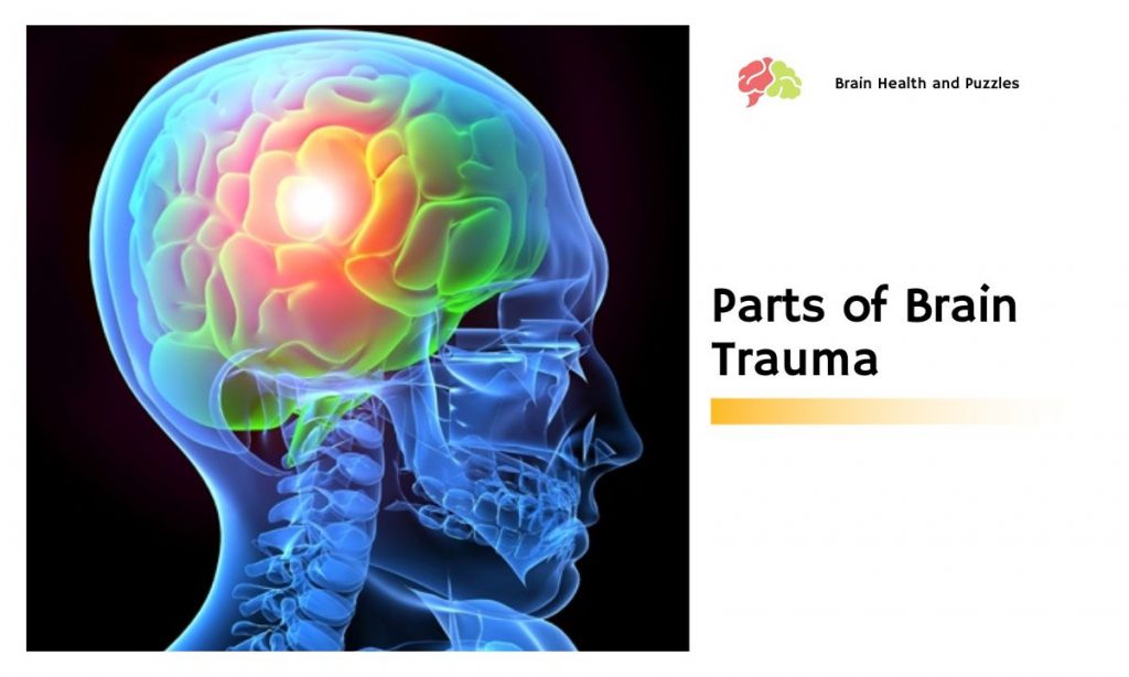 Parts of Brain Trauma | Brain Health and Puzzles